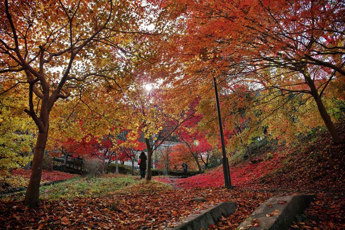 A Signs of Fall | GANREF