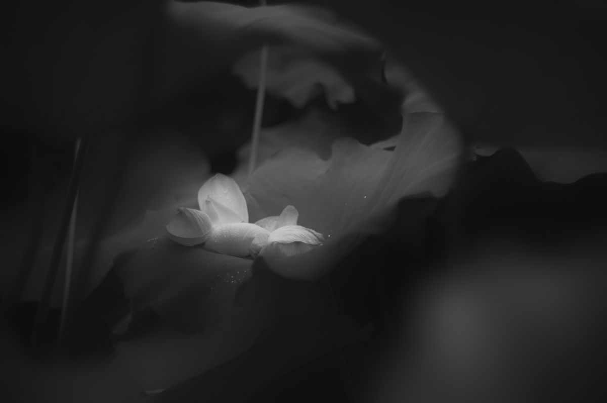 Part III: Petals | GANREF