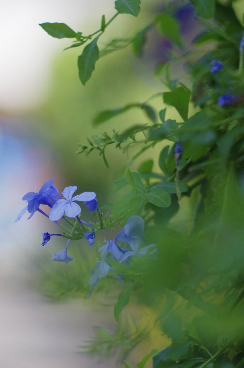 small summer life | GANREF