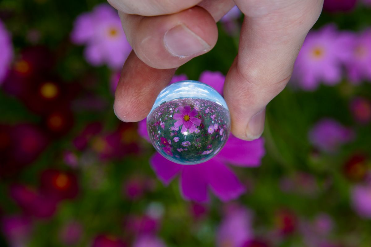 秋桜 planet | GANREF