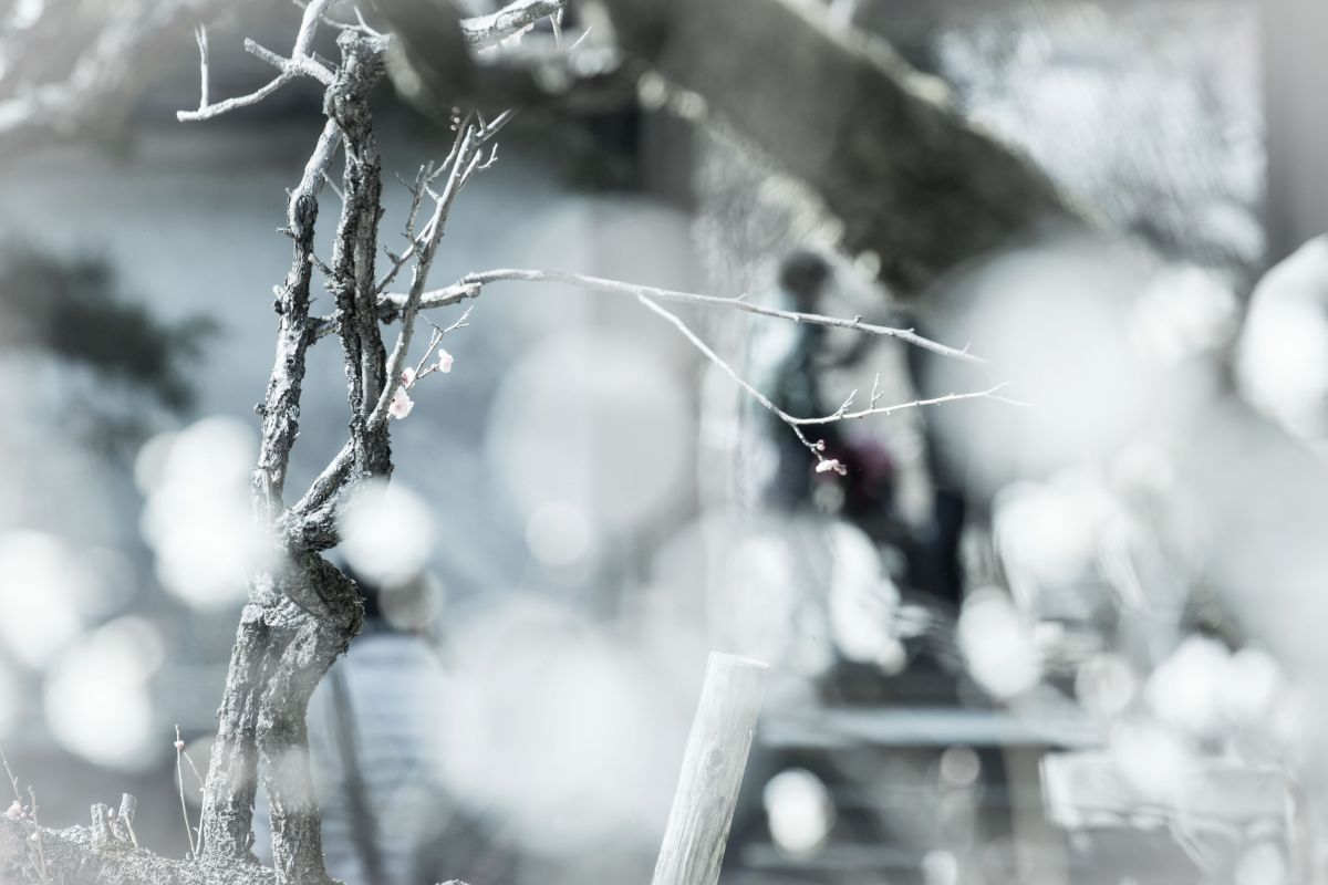 春の空気 | GANREF