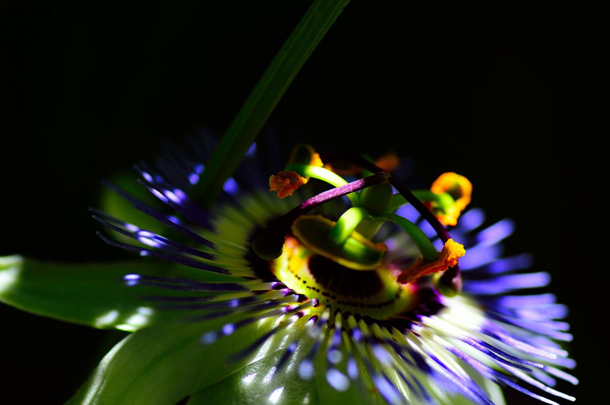 Merry-go-round | GANREF