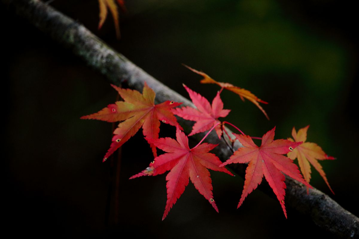 紅葉『Red Leaves of Autumn』 | GANREF