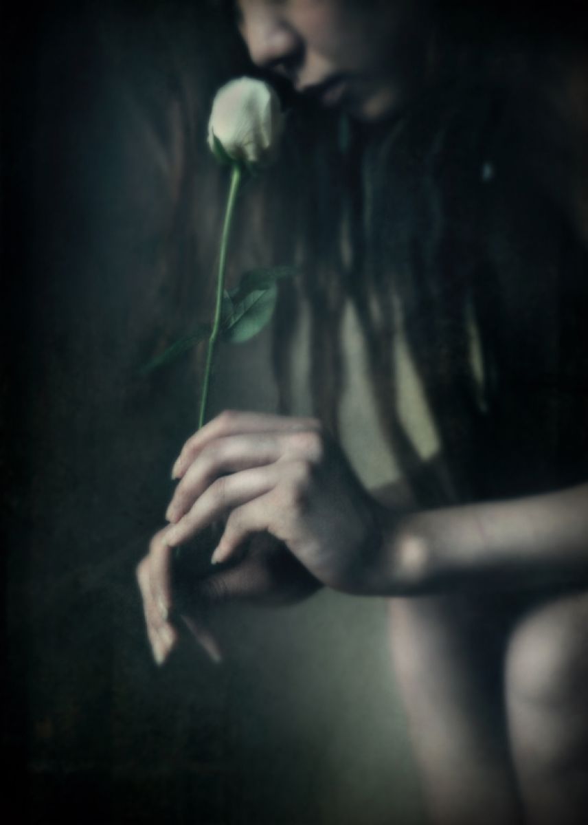 白い薔薇 | GANREF