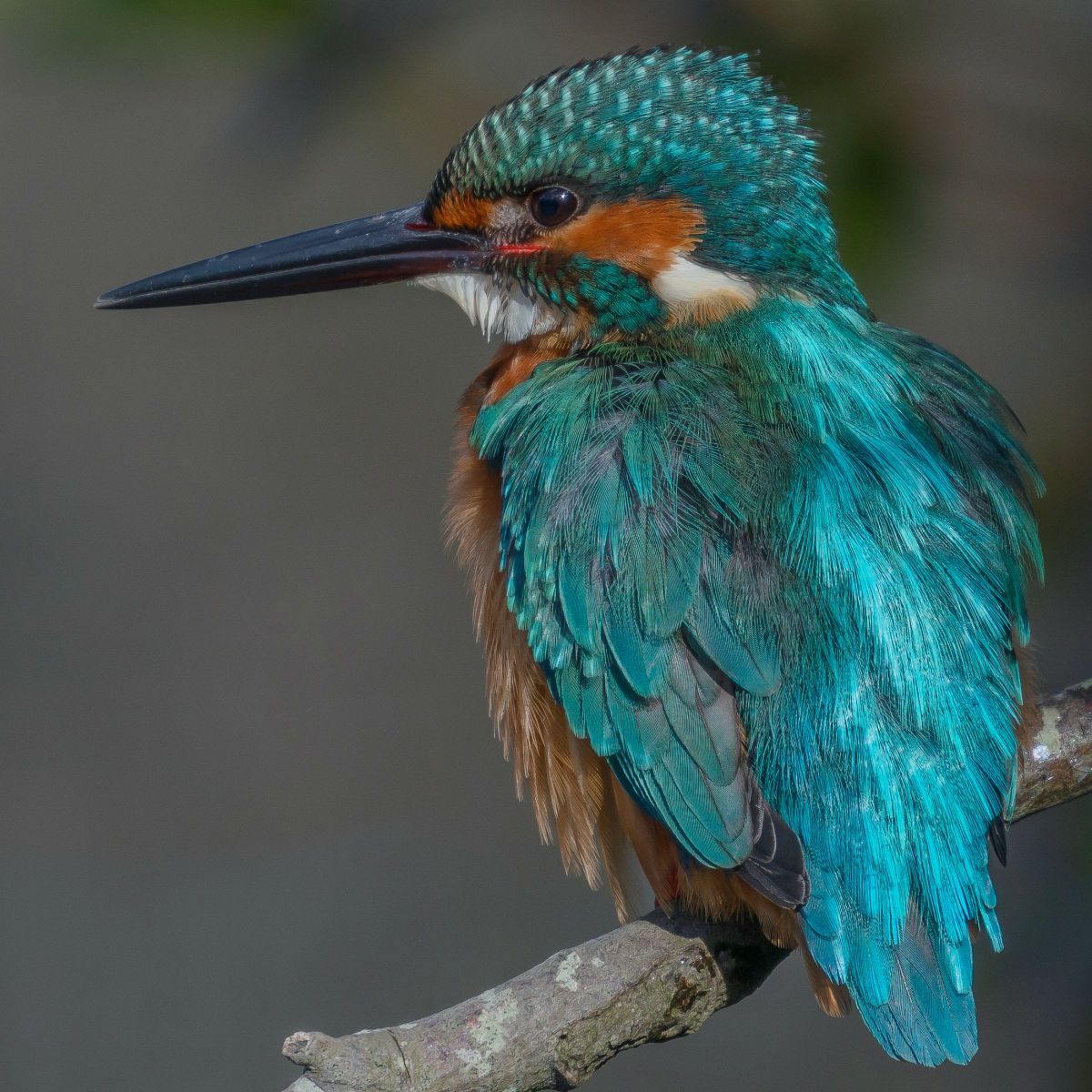 1200mmのカワセミ | GANREF