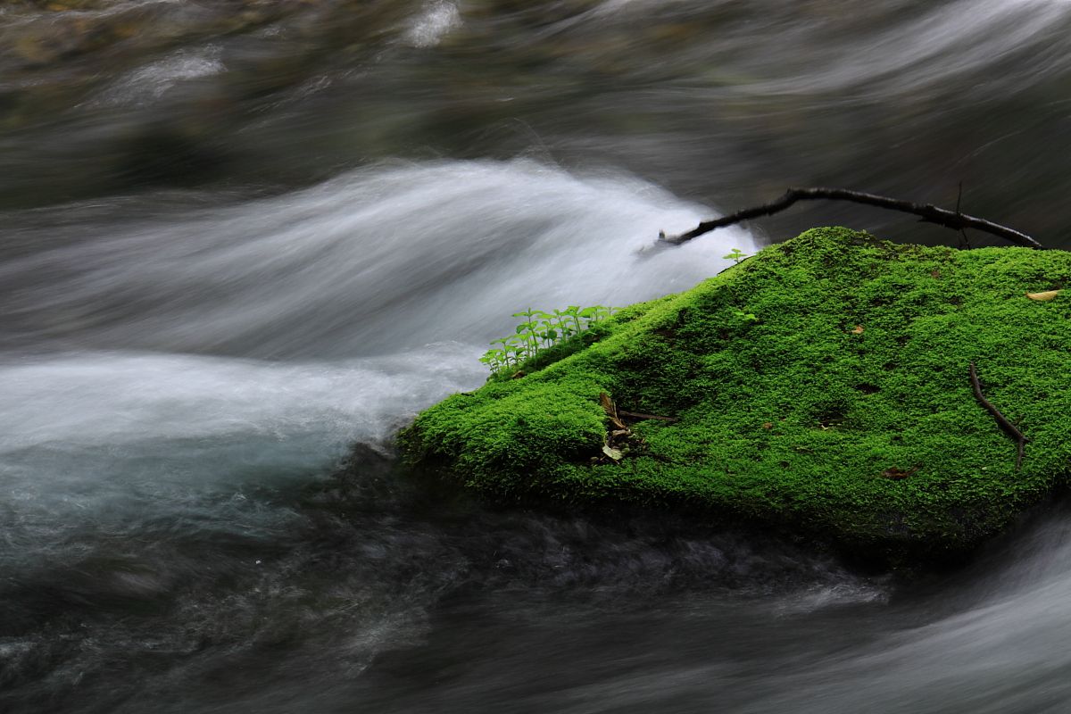 IMG_8492.JPG | GANREF