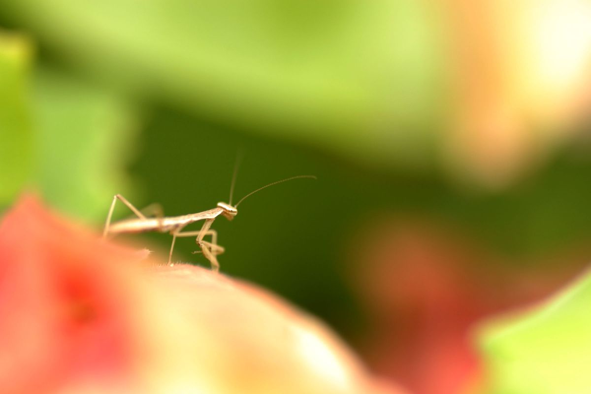 Small hunter | GANREF