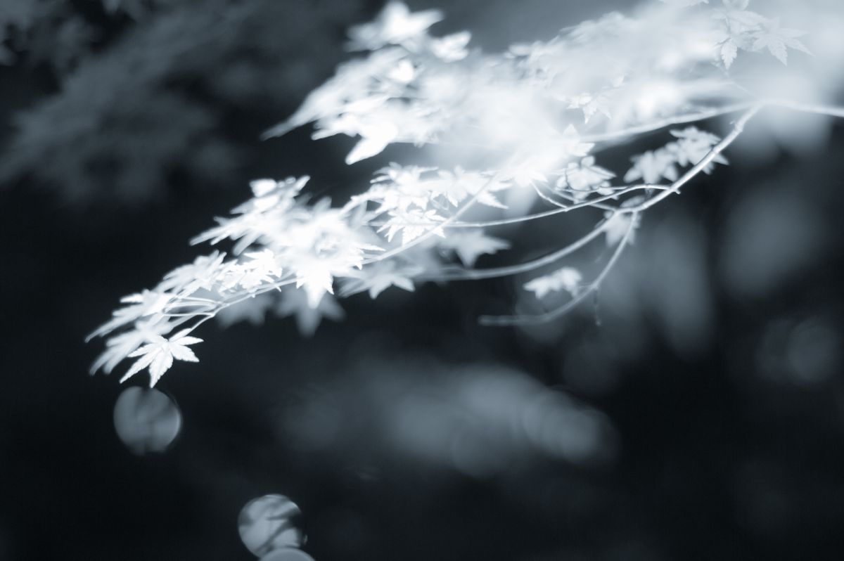 Maple Light | GANREF