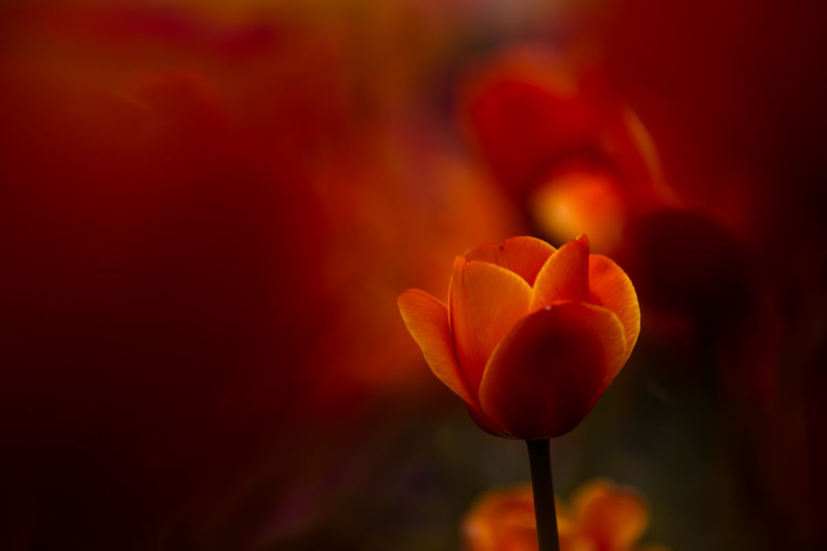 Scarlet Opaque | GANREF