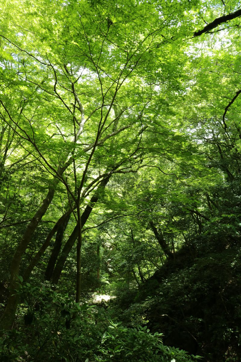 緑のひかり | GANREF