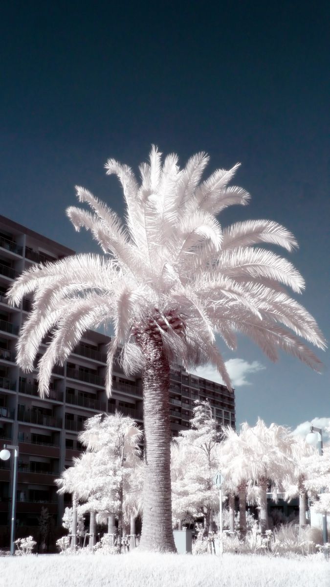 やしのきIR | GANREF