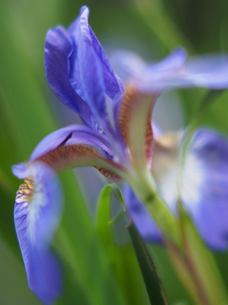 小さな菖蒲 | GANREF