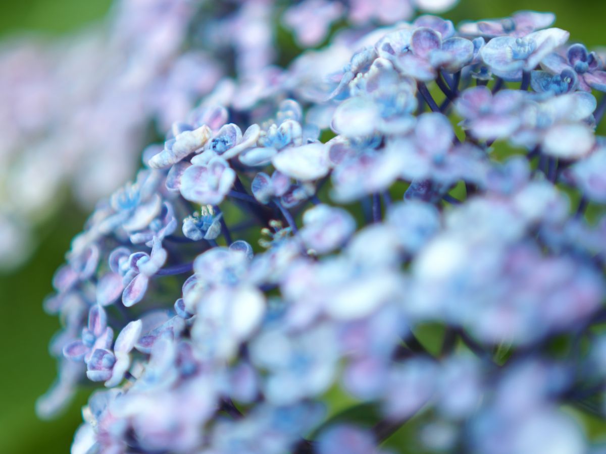 おさんぽフォト06 | GANREF