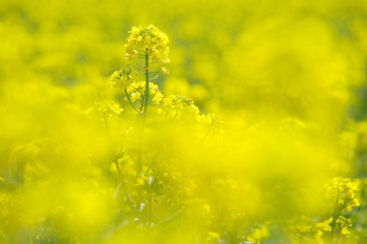 春色全開 | GANREF