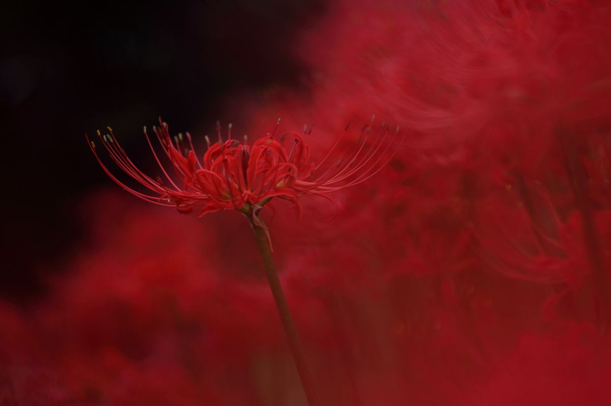 『darkness』 | GANREF