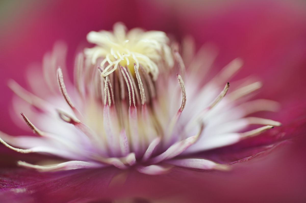 華やかな宴 | GANREF