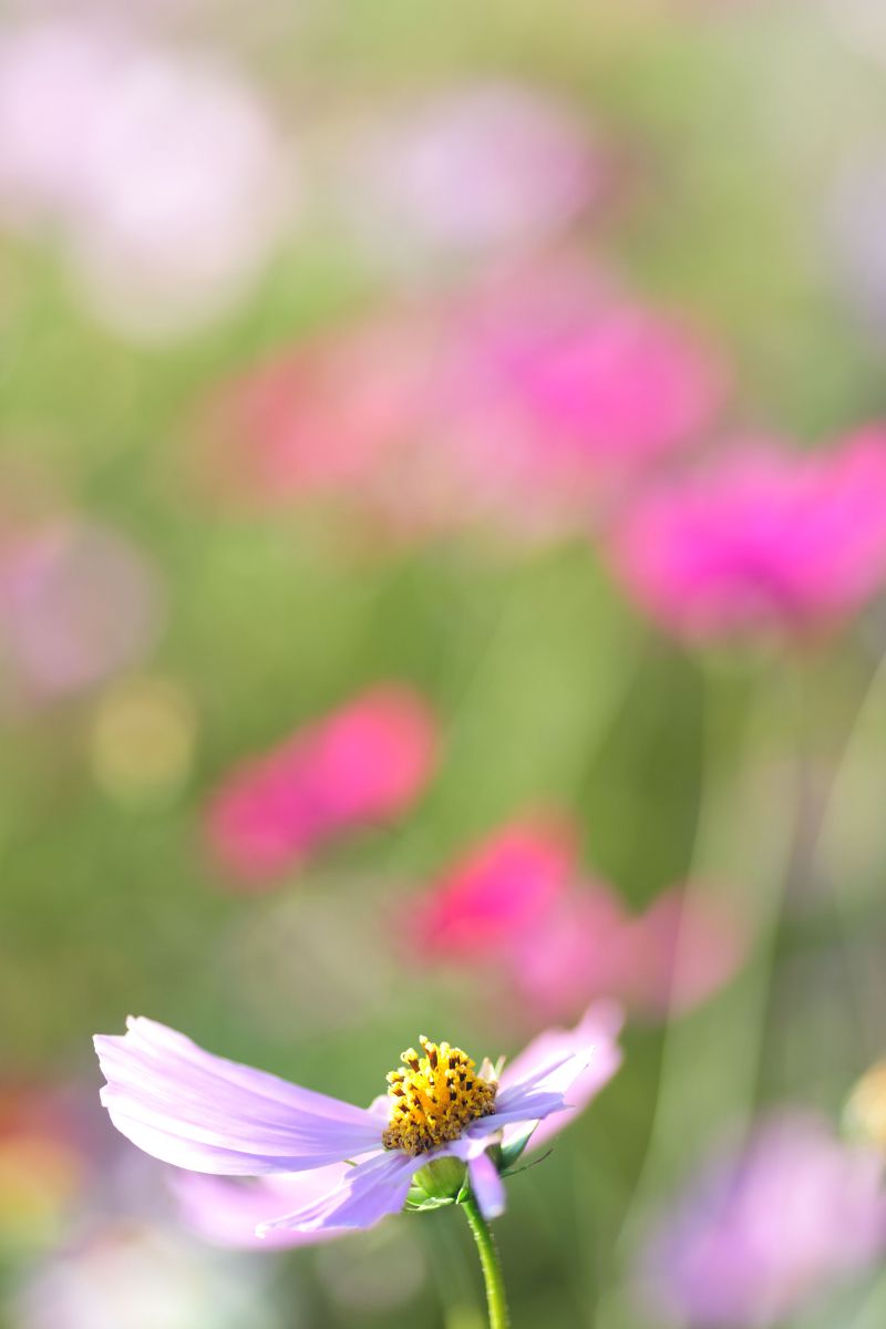 翼をください | GANREF