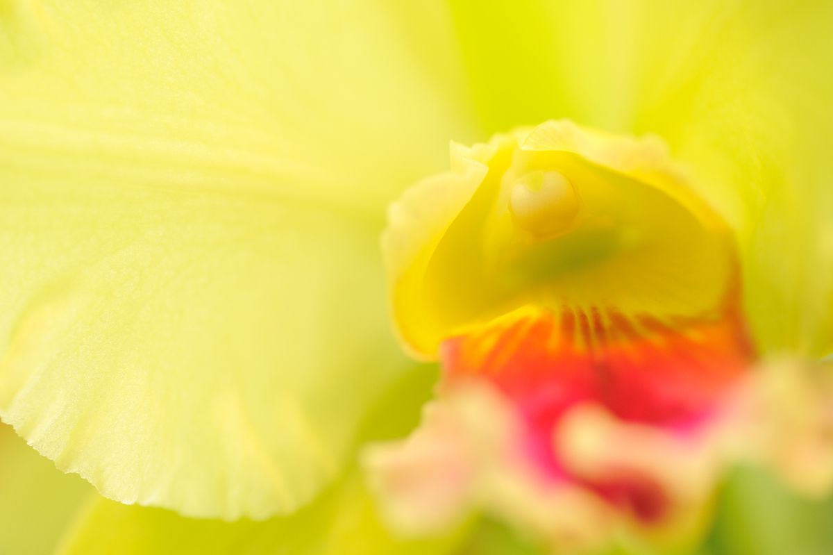 甘い誘惑 | GANREF