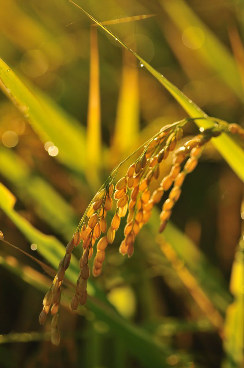 頭を垂れて | GANREF