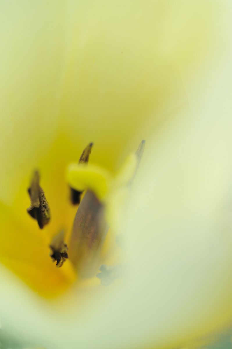 甘い香り | GANREF