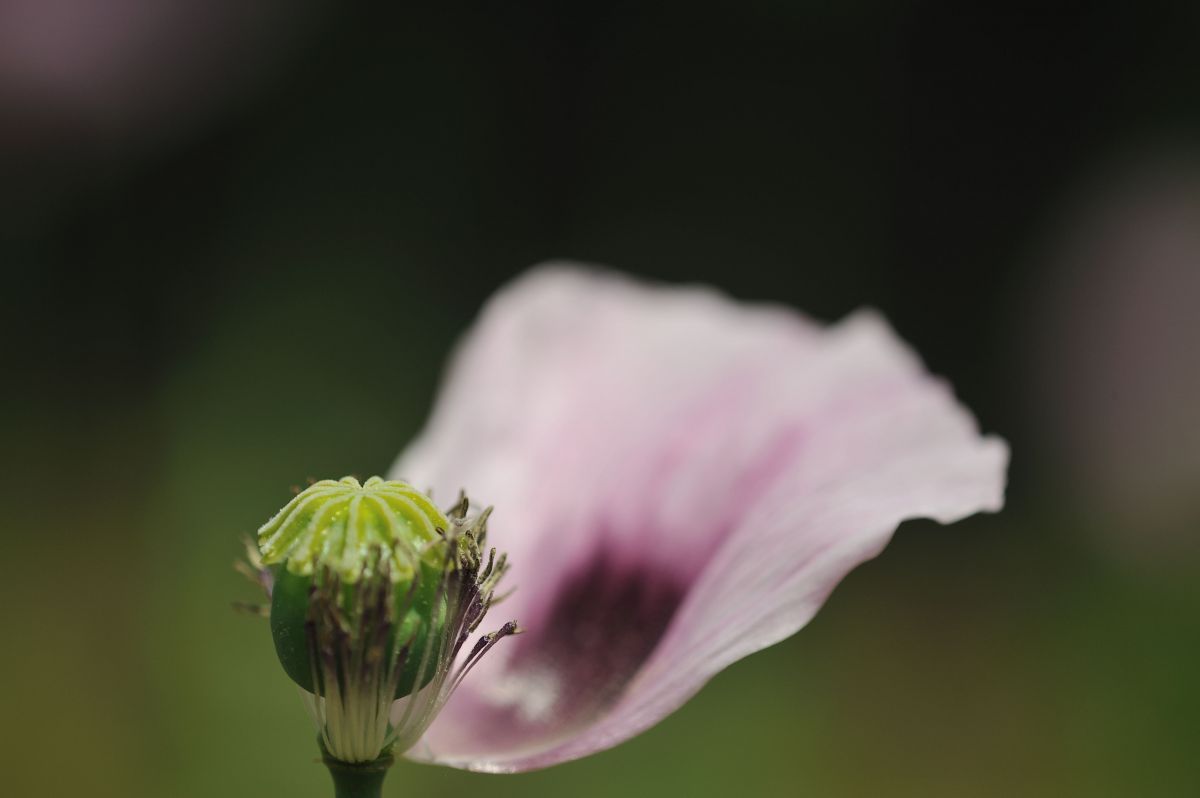 最後の一枚 | GANREF