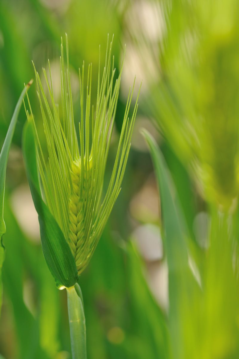 ♫green green♫ | GANREF