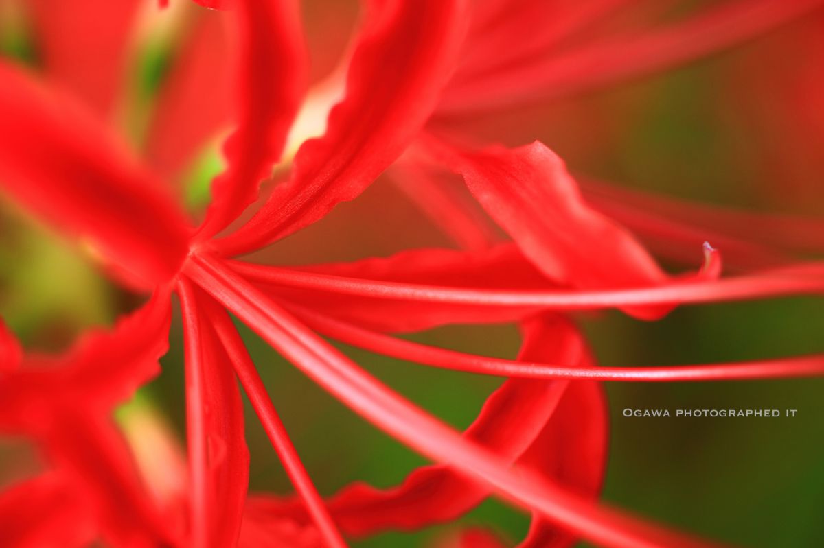 Lycoris radiata | GANREF