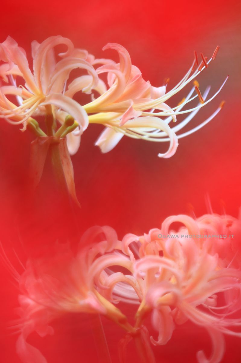 Lycoris radiata… | GANREF
