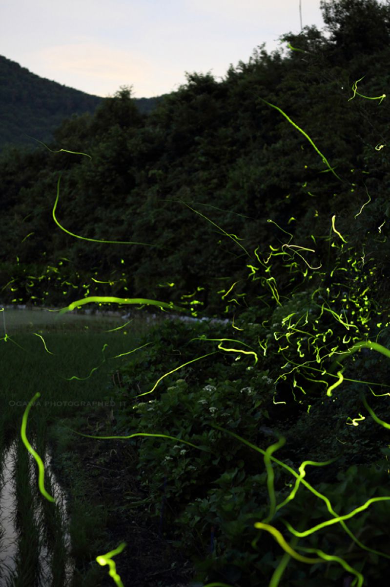 Firefly dance | GANREF