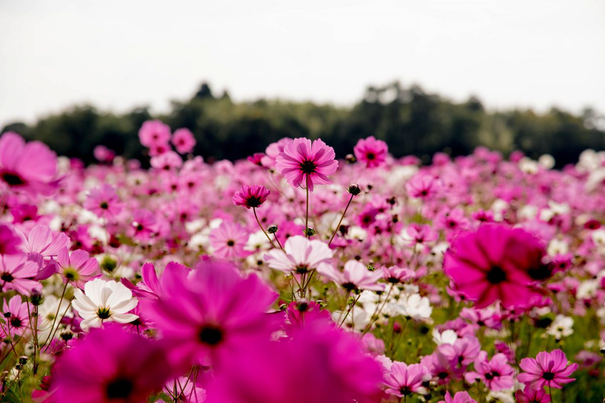 秋の雰囲気 (After) | GANREF