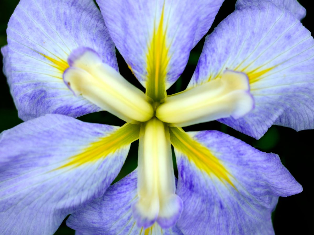 iris Geometry | GANREF
