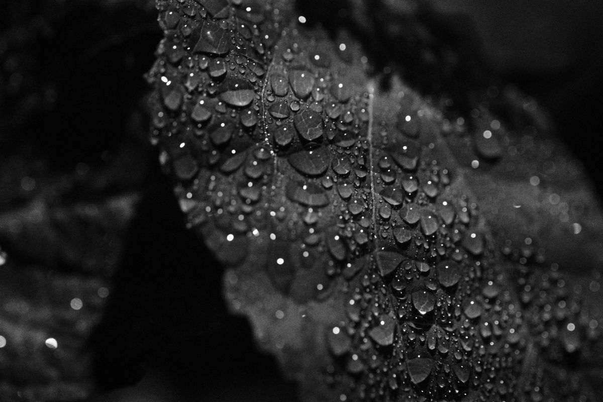 rain drops | GANREF