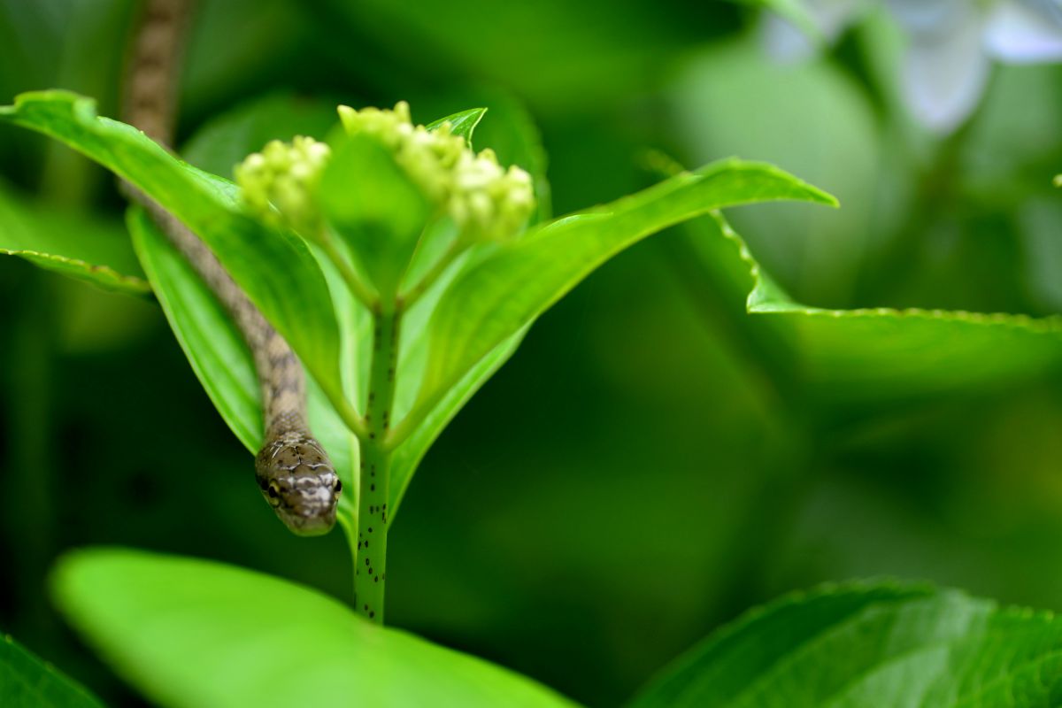 The Stranger | GANREF