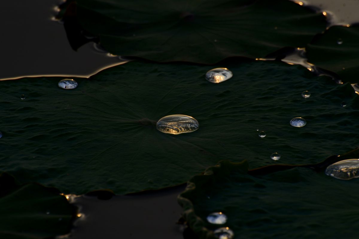 lotus morning drops | GANREF