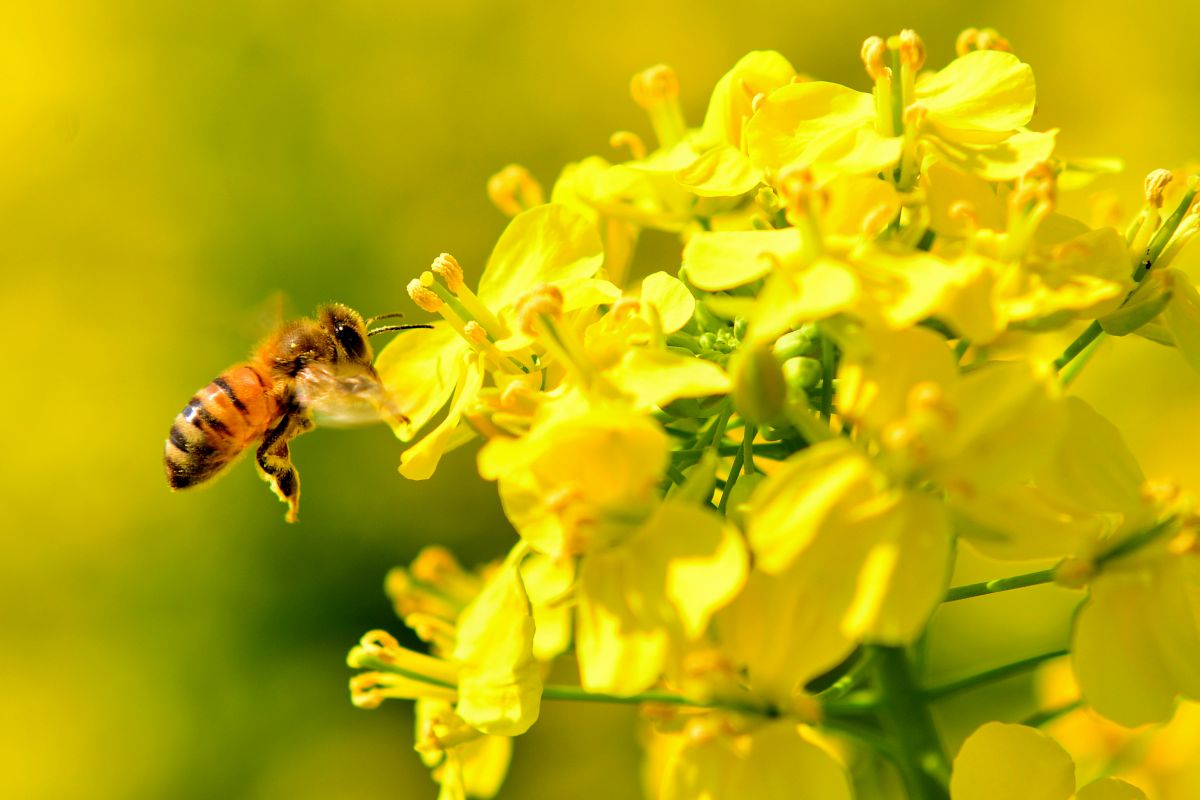 rape blossoms with BEE | GANREF