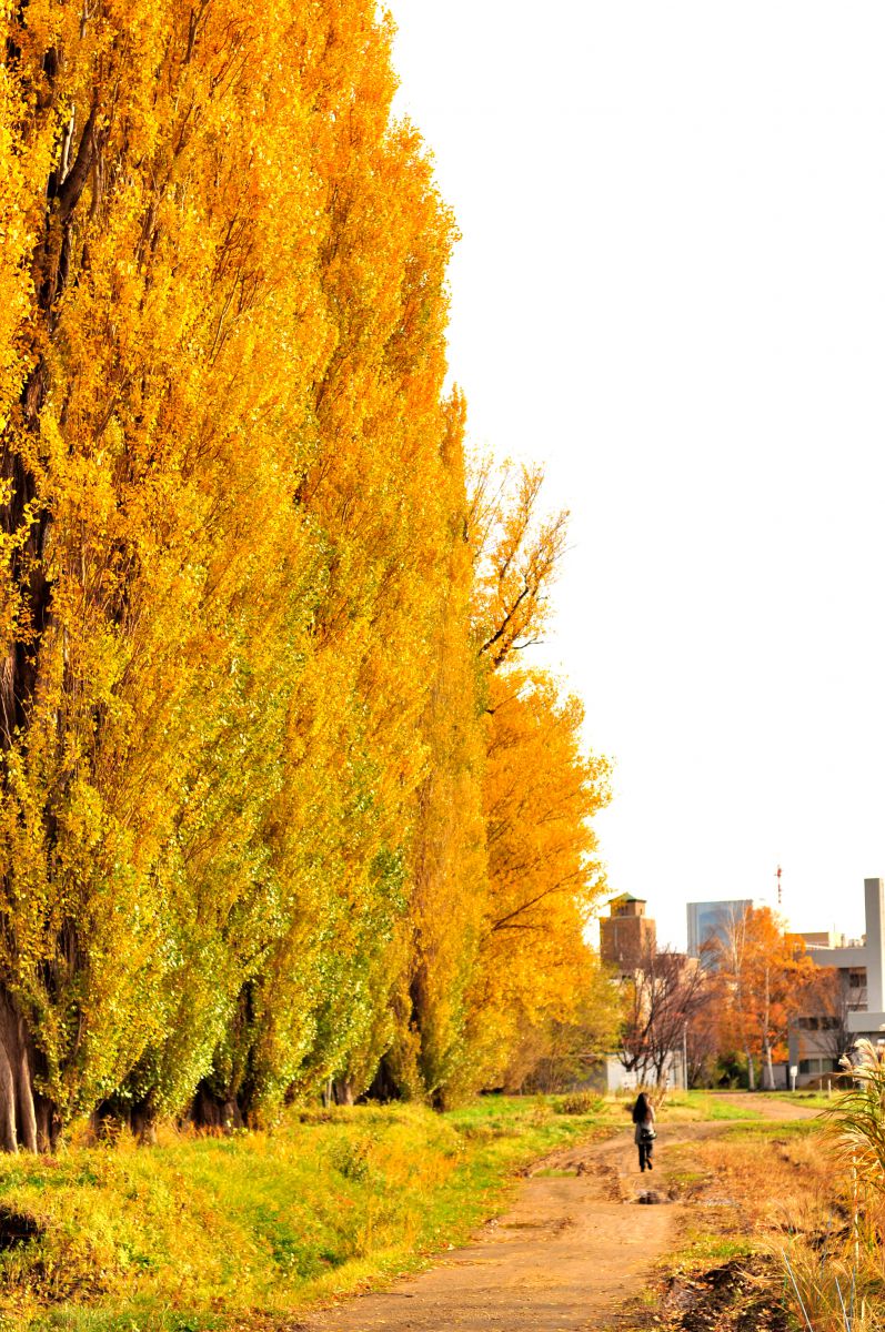 ポプラ並木の秋 | GANREF