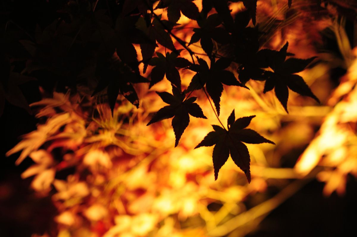 主役抜擢 | GANREF