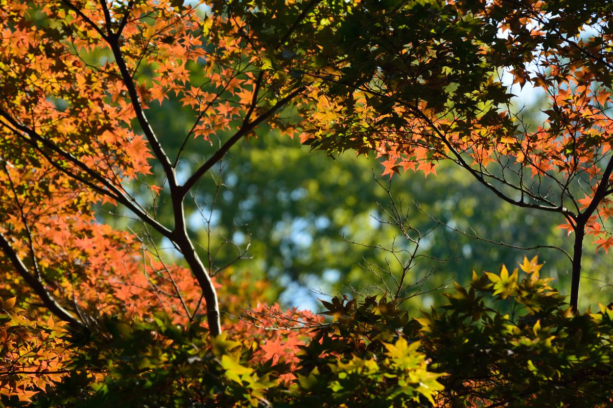 autumn colors 1 | GANREF