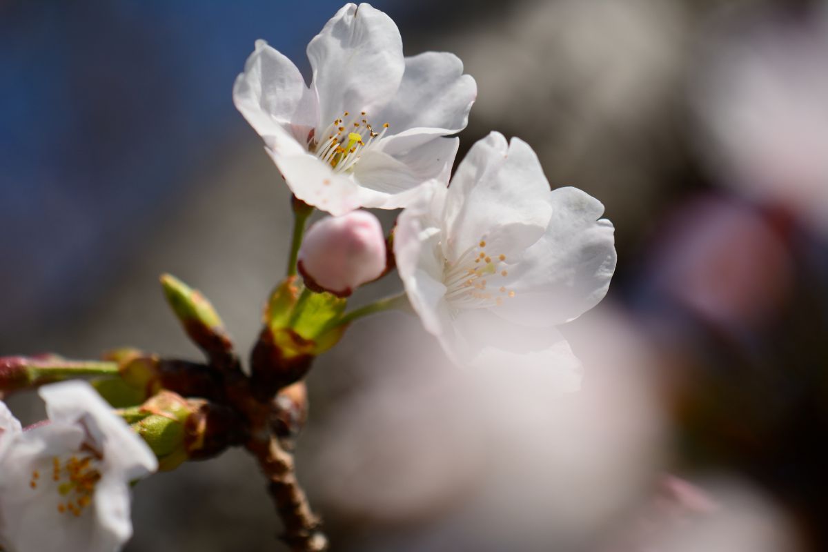 Yoshino cherry | GANREF