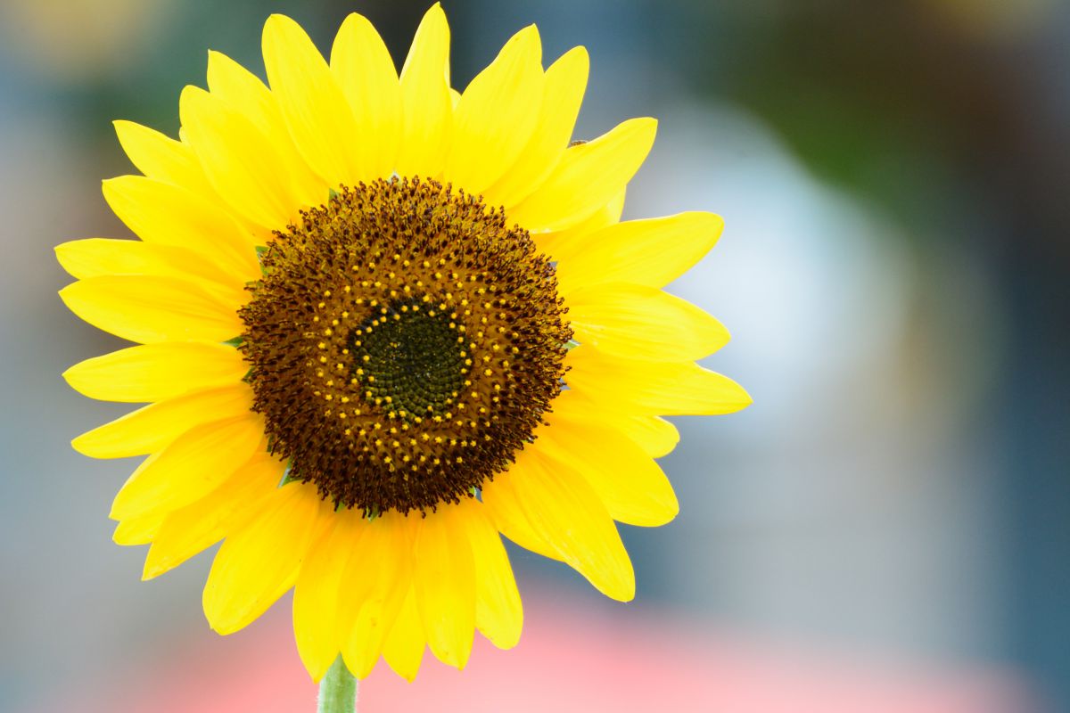 Sunflower | GANREF