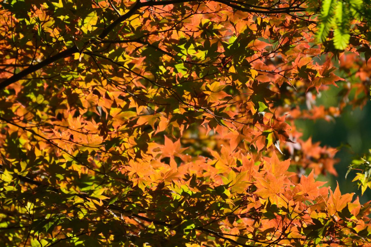 autumn colors 2 | GANREF