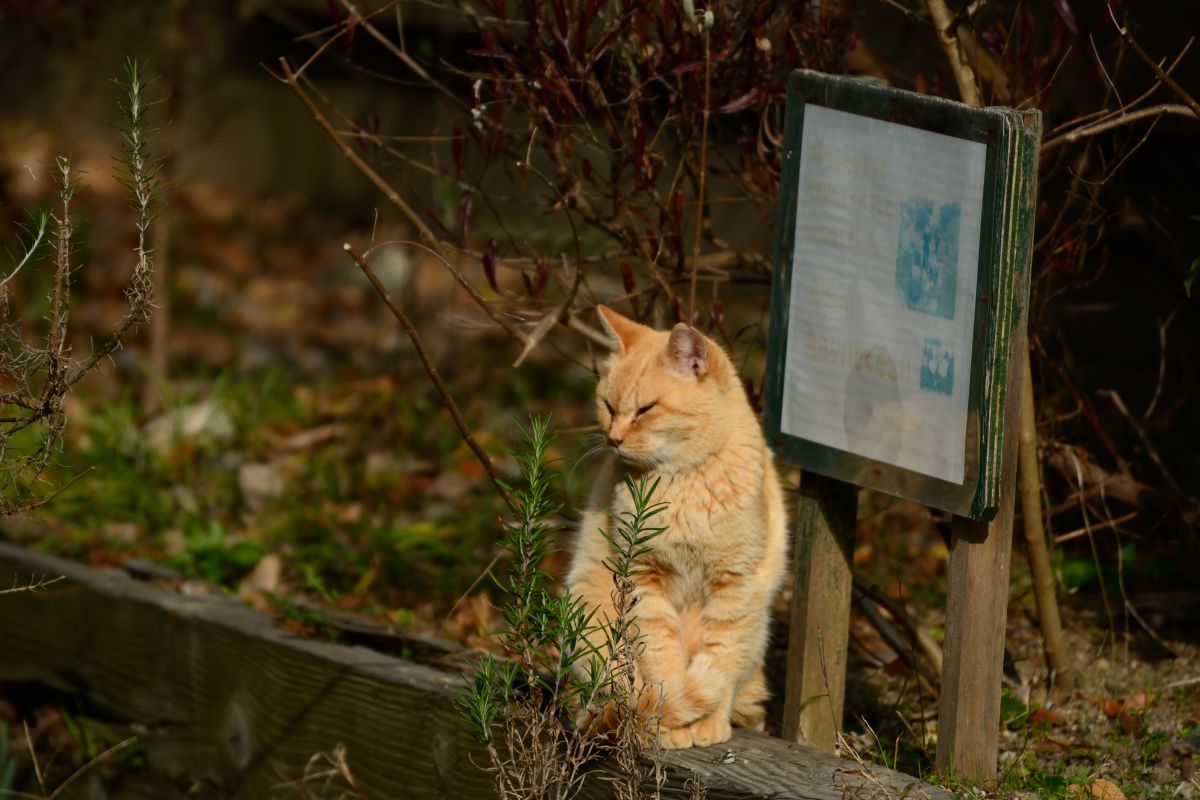 Calm daily life of a cats 6 | GANREF