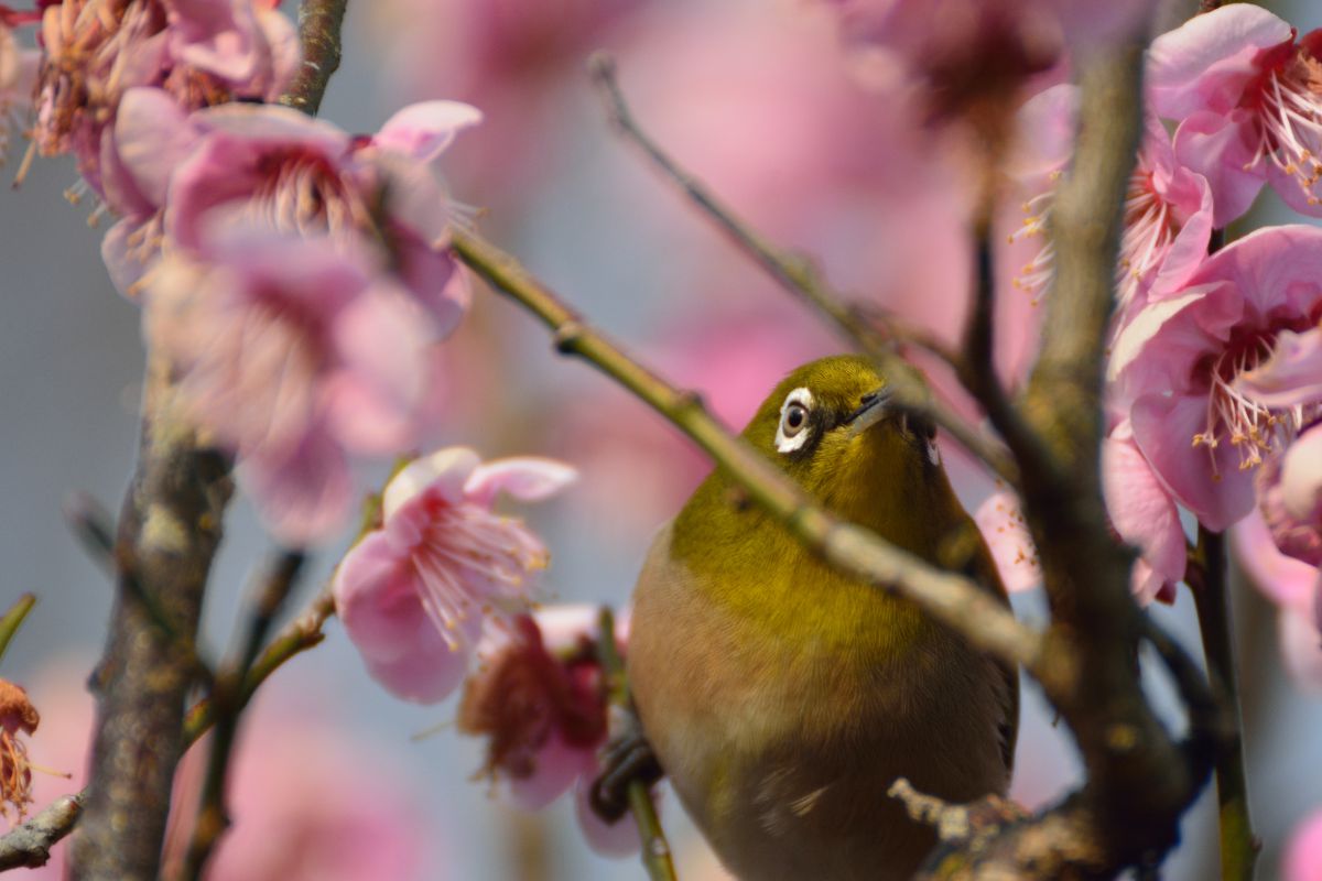 鋭い顔つき | GANREF