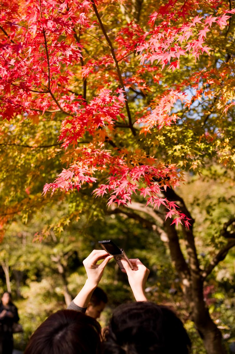 携帯写真 | GANREF