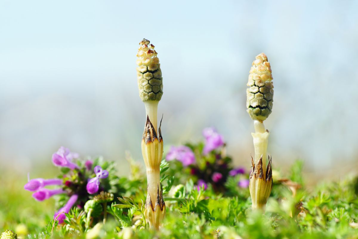 Spring has come | GANREF