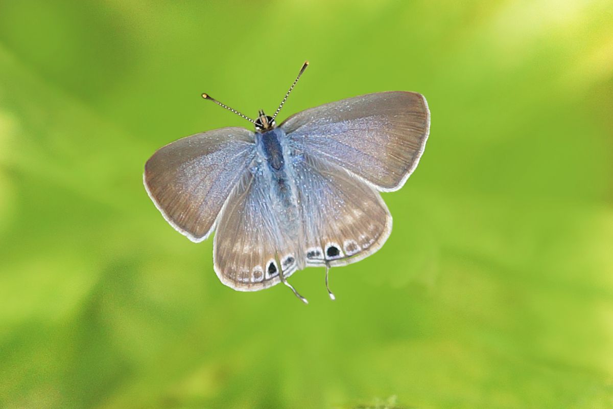 ルリシジミ | GANREF