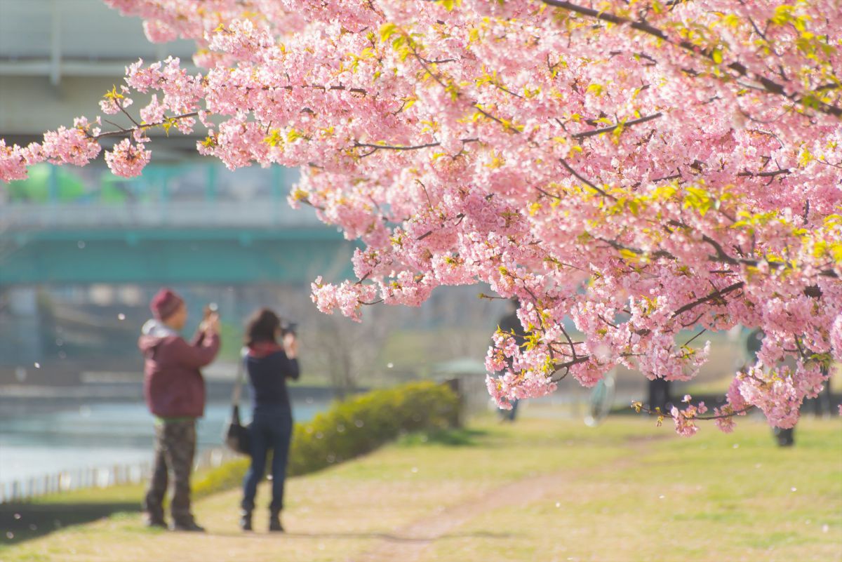 桜2015 | GANREF