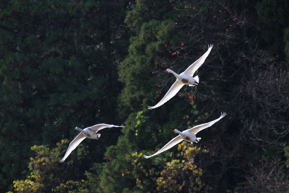 Turning direction | GANREF