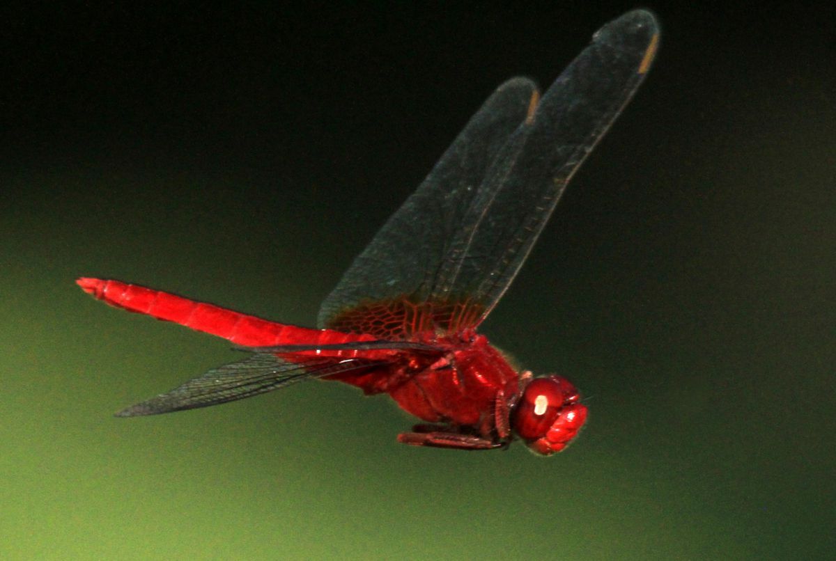 Red dragonfly | GANREF