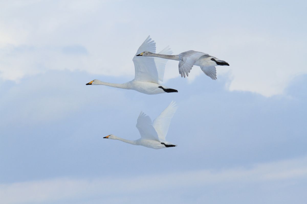 White wings | GANREF